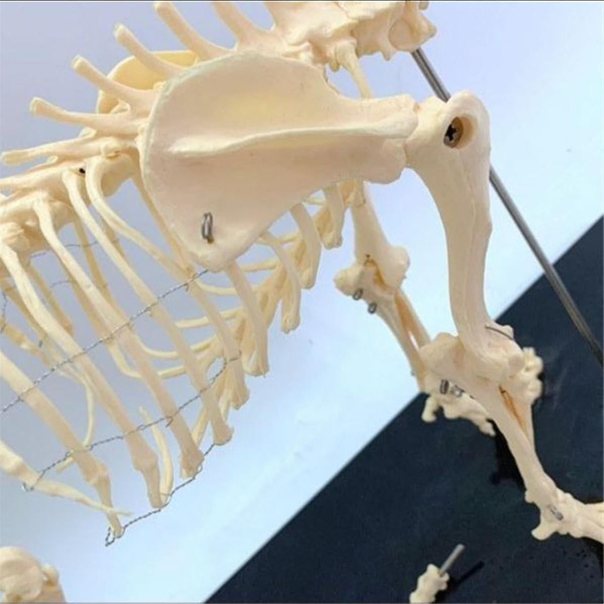 Click here for Zgxikj Dog Skeleton Model Dog Anatomy Animal Teach... prices