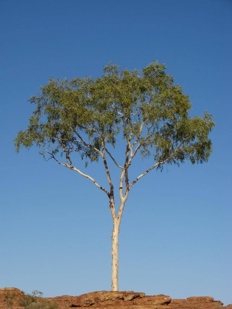 25 RED FOREST GUM Tree Eucalyptus Tereticornis Blue Grey Mountain ...