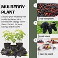 02 Mulberry Trees Live Plants, Spring Planting 4-8 Inch Tall, High ...