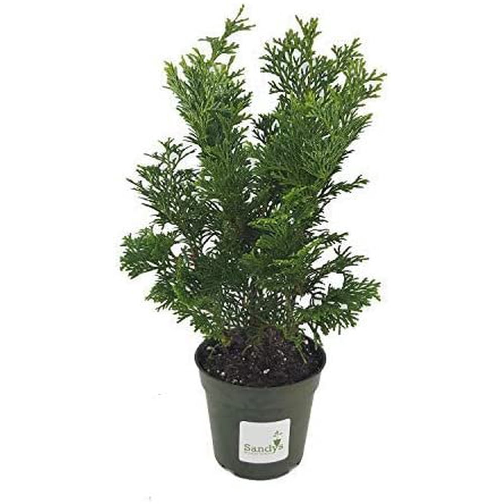 Dwarf Hinoki Cypress Shrub, Chamaecyparis Obtusa, Nana - False Cypress ...