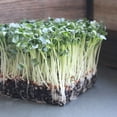 Organic Radish Sprouting Seeds: 4.5 Lb - Bulk Non-GMO Radish Seed for ...