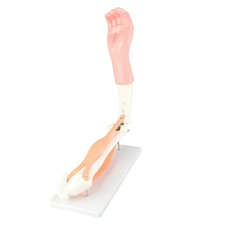 Anatomical Arm Model,Arm Moving Model Anatomical Arm Model Human Model ...