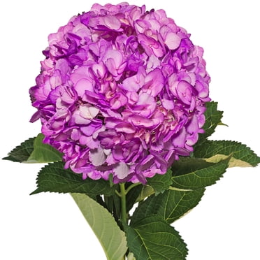White Hydrangeas - Fresh Cut Flowers - 40 Stems - Hydrangeas - by ...