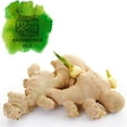 Greenhouse PCA's 10 Live Pre-Sprouted Organic Peruvian Ginger Rhizomes ...