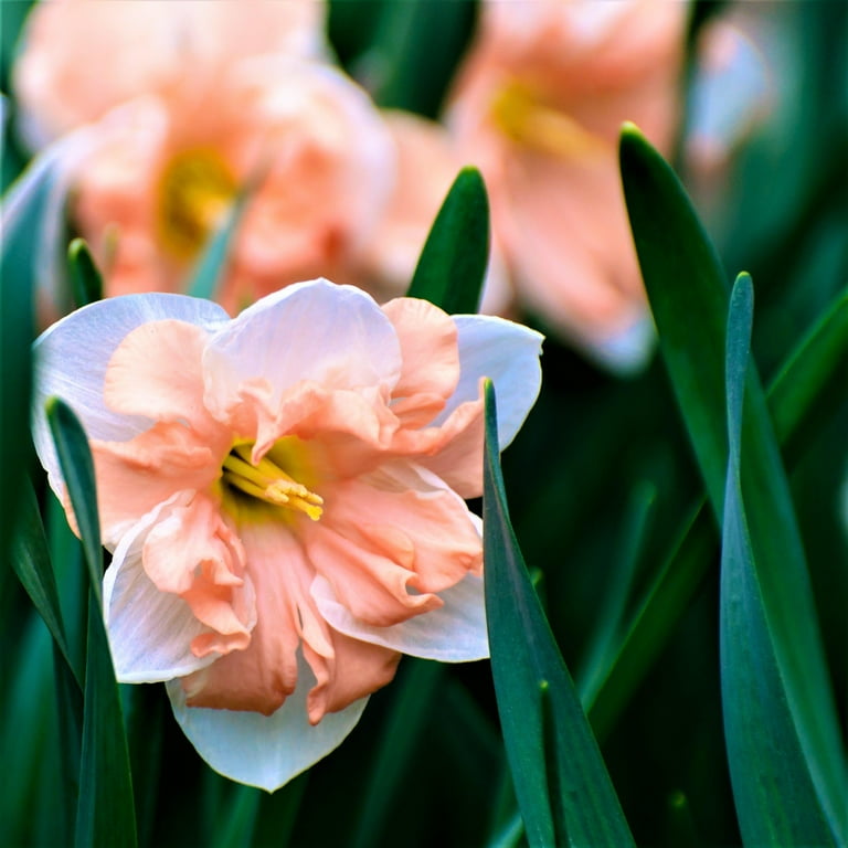 Pink Narcissus Flower