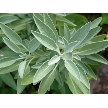 250+ Broadleaf Sage Seeds for Planting - Made in USA - Easy Growing ...