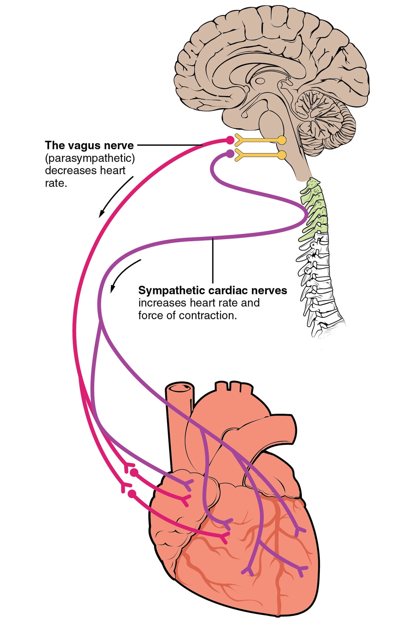 24x36 gallery poster, Autonomic innervation of the heart - Walmart.com