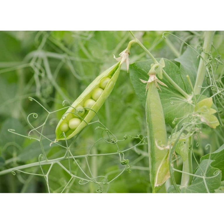 How Plants Are Split Peas