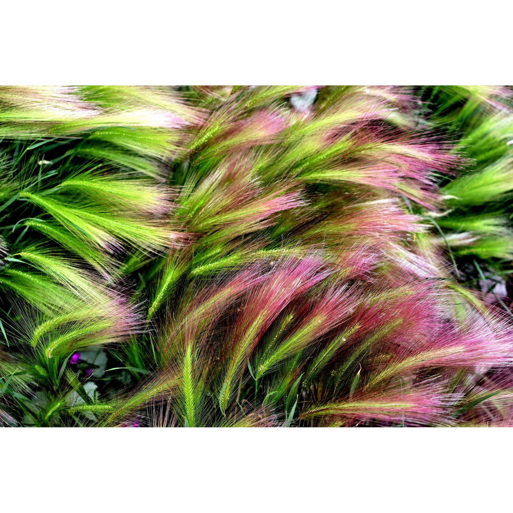 Click here for Seedville Usa 40 Squirrel Tail Barley Grass (Foxta... prices