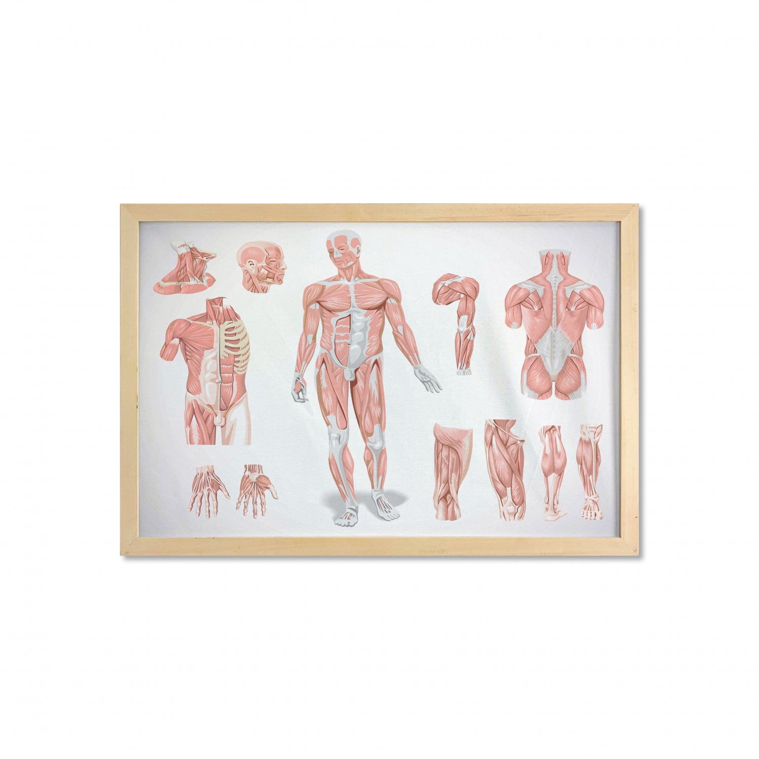 Human Anatomy Wall Art with Frame, Inner Muscle System Skin Structure ...