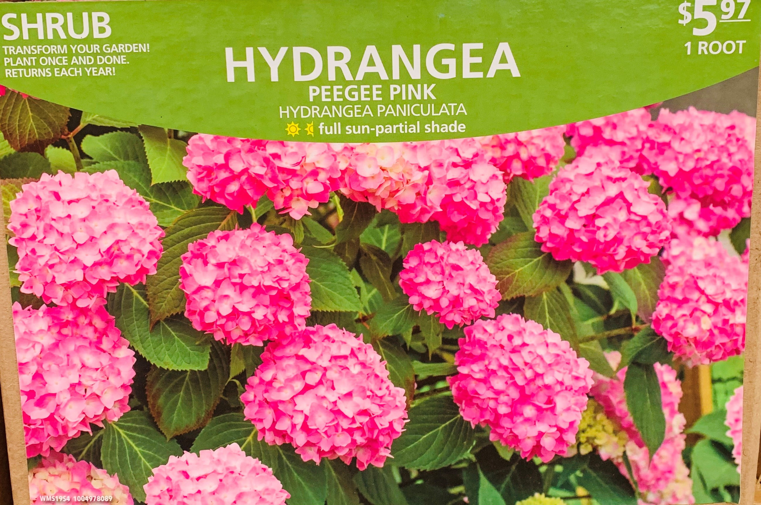 Hydrangea Perennial Flower