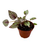 BubbleBlooms Harmony's Hugh McLaughlin Begonia, Hugh McLaughlan Begonia ...