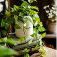 Artificial Devil's Ivy Plant in White Pot - Walmart.com
