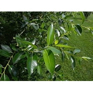 4 Flame Willow Tree Cuttings - Vibrant Orange and Red Bark - Unique ...