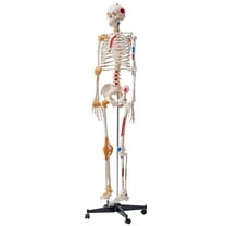 KFFKFF Anatomical Skeleton Model, 71.65" Full Scale, Precise PVC ...