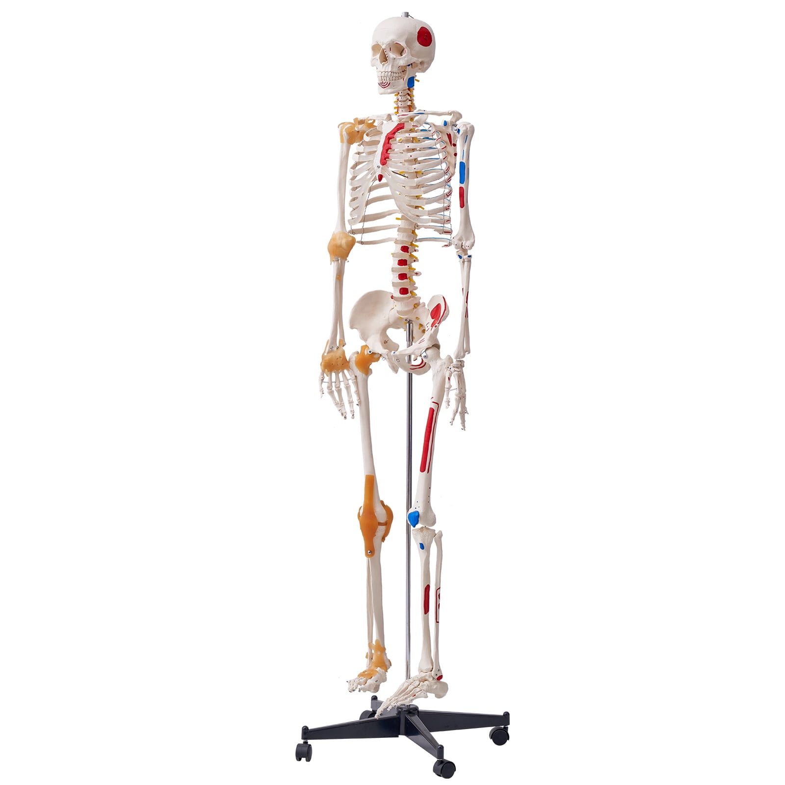 Click here for Kffkff Anatomical Skeleton Model  71.65 Full Scale... prices