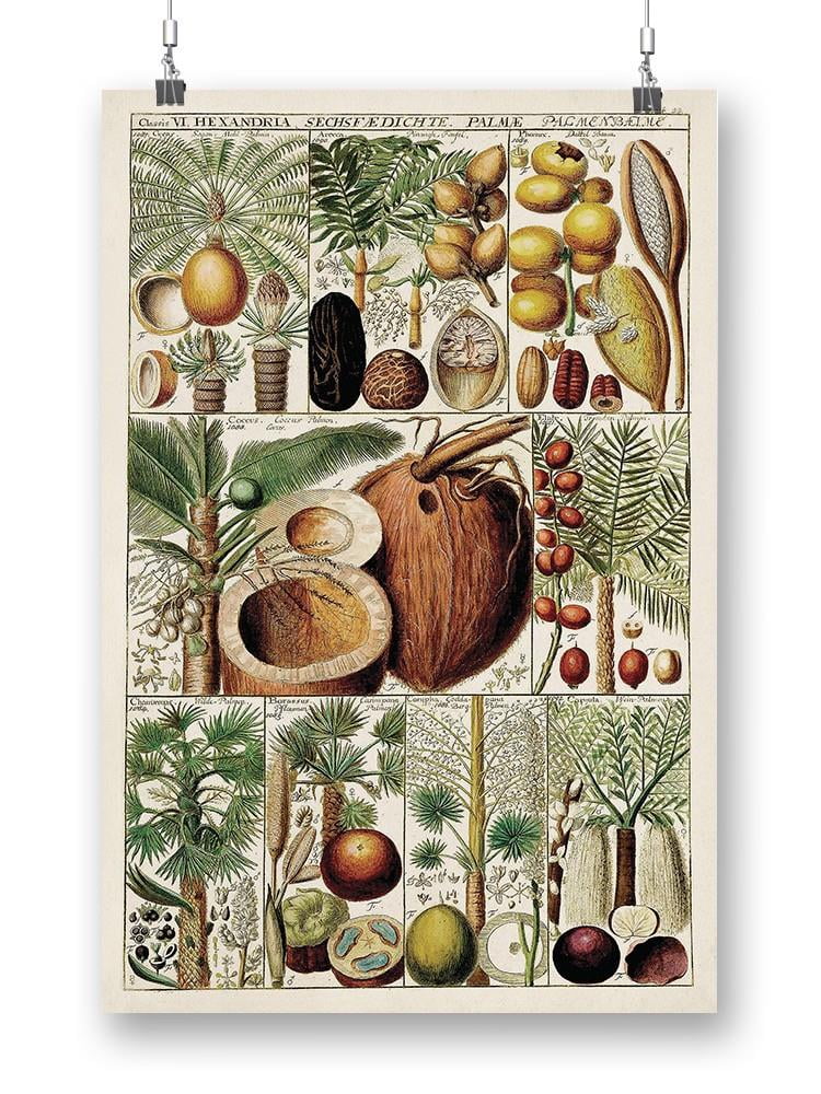 Palm Tree Chart Poster - Vision Studio Designs, - Walmart.com