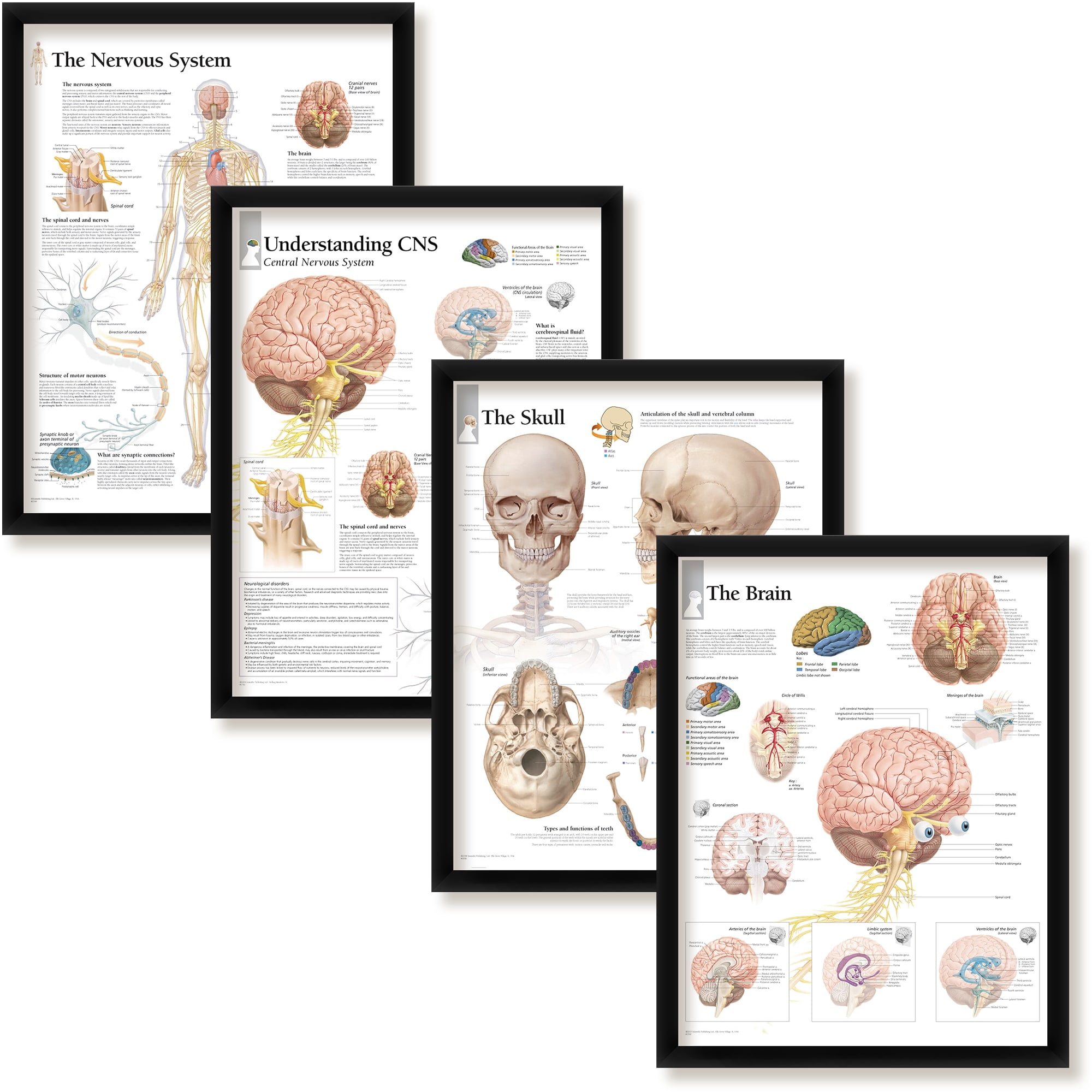 Set of 4 Framed Medical Posters The Nervous System Understanding CNS ...