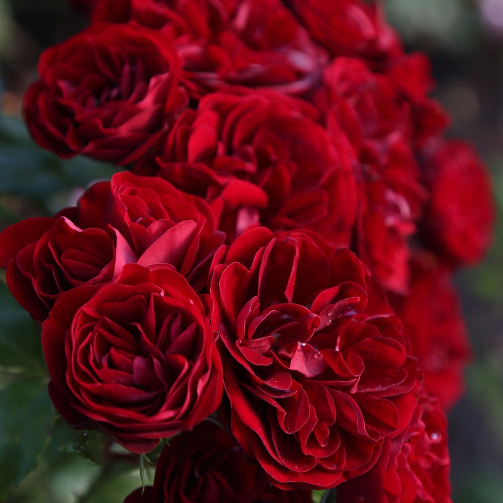 Heirloom Roses - Lava Flow Floribunda Rose Bush - Walmart.com