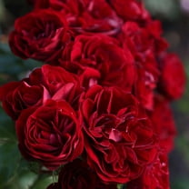 Heirloom Roses Twilight Zone Grandiflora Rose - Fragrant Purple Live ...