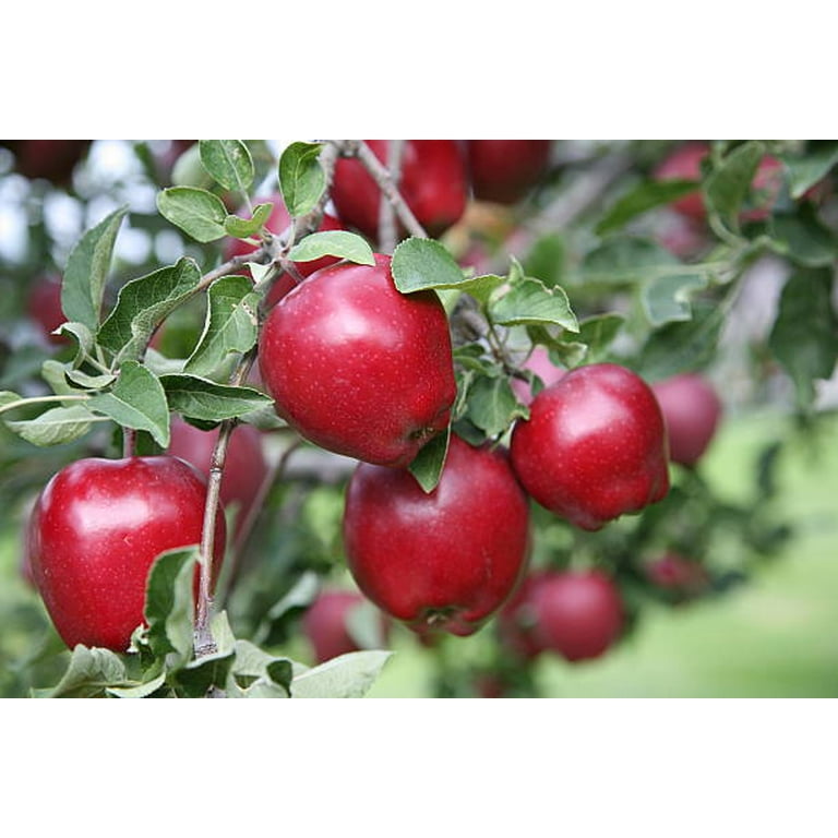 Mcintosh Apples