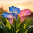 Calla Lily For Planting-Perennial-Bloom Year After Year-Bold Elegant ...