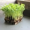 Organic Dundale (Dun) Pea Seed 5 Lb ~12,200 Seeds – Non-GMO, Open ...