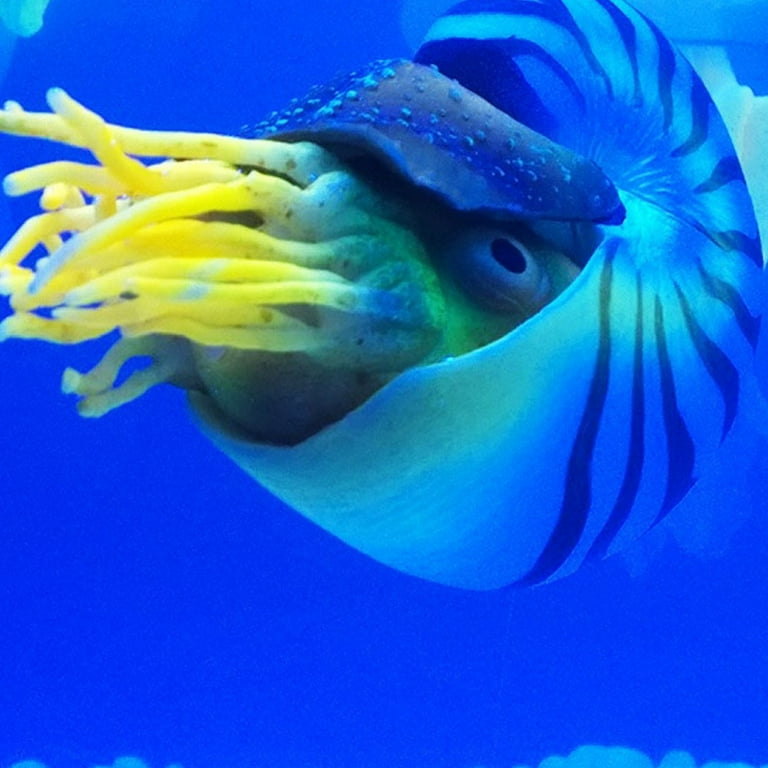 The Nautilus Tropical Fish | ppgbbe.intranet.biologia.ufrj.br