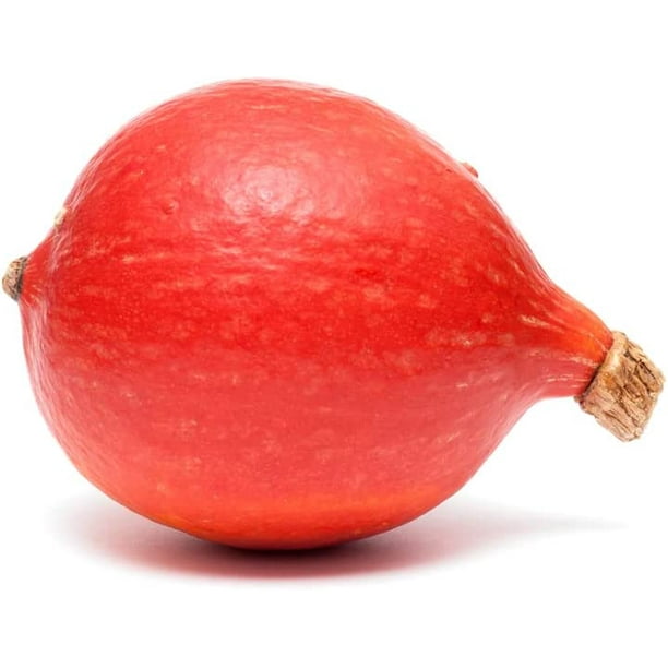 10 Red Kuri Squash Seeds- Open-Pollinated, Japanese kabocha Pumpkin ...