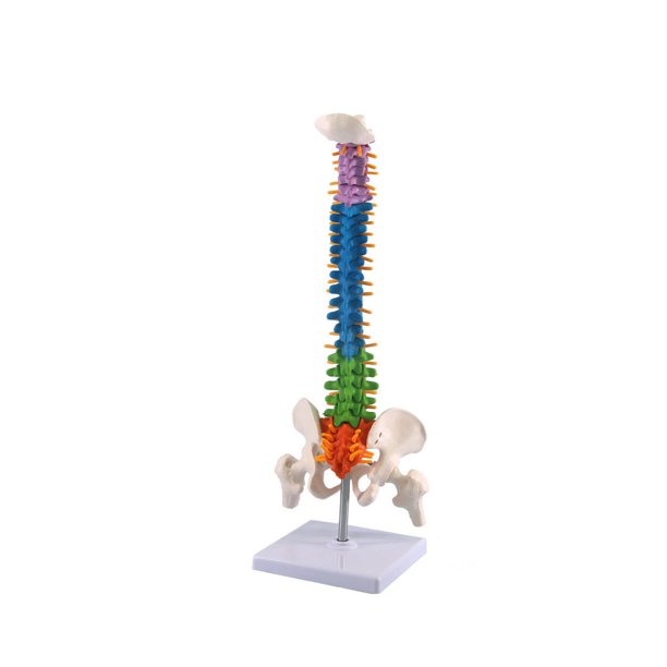 stanreset Spinal Column Detach Model Light Teaching Tools Teach ...
