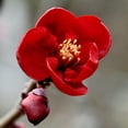 Flowering Quince Plant in 4'' Pot, 3–6 Inch Tall Chaenomeles Shrub ...