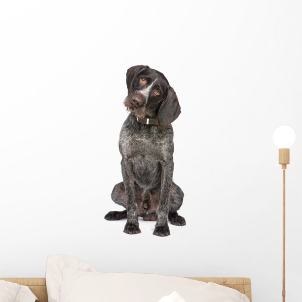 German Shorthaired Pointer 4 Wall Mural Decal Sticker, Wallmonkeys Peel ...
