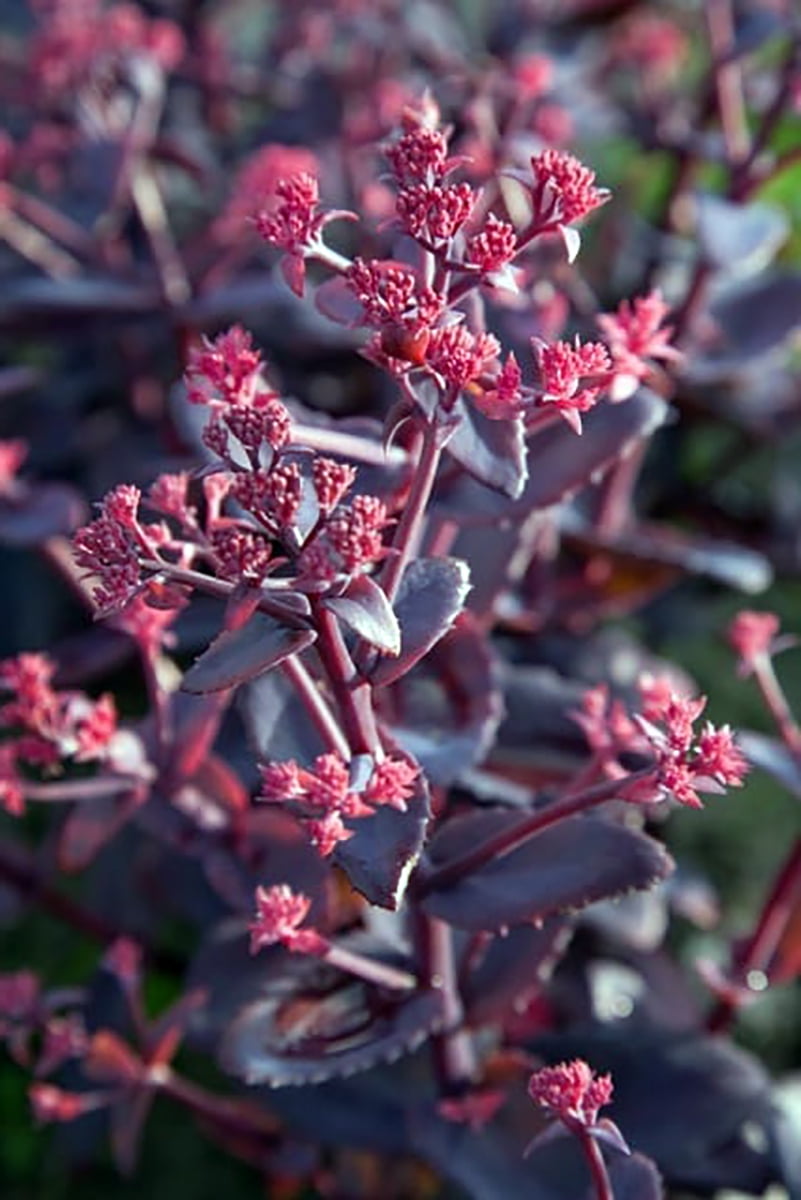 Chocolate Cherry Stonecrop - Sedum - 4" Pot - Walmart.com