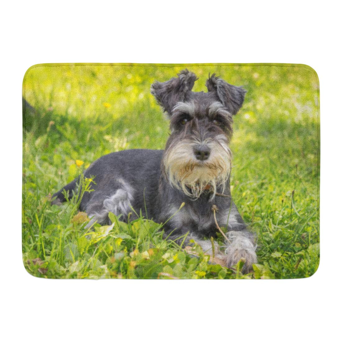 GODPOK Animal Black Mini Beautiful Portrait of Miniature Schnauzer in ...