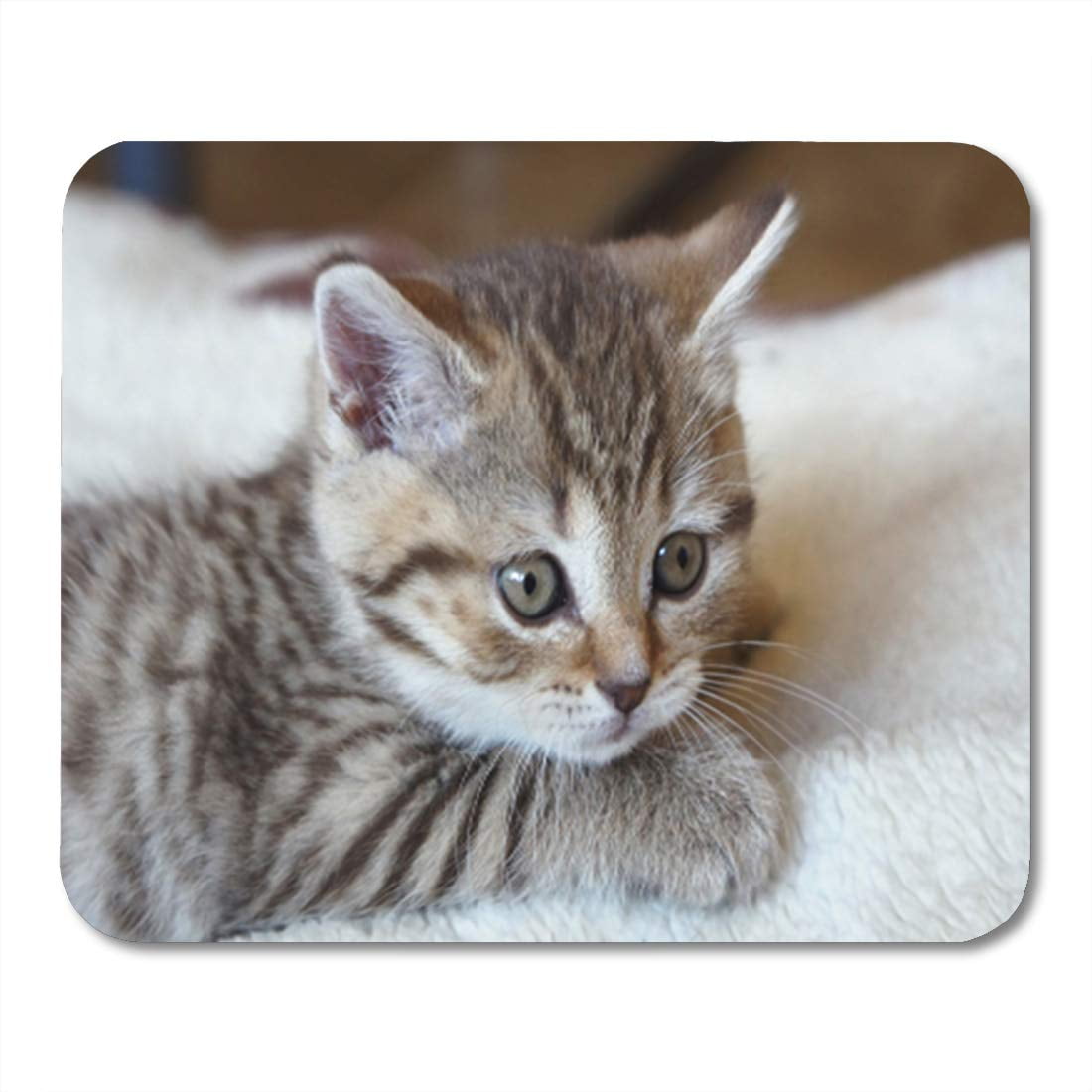 SIDONKU Brown Adorable Cute Striped Scottish Kitten Focus Baby Mousepad ...