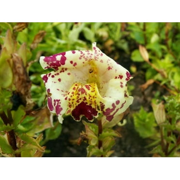 100 Twinkle ORANGE MONKEY FLOWER Mimulus Seeds - Walmart.com