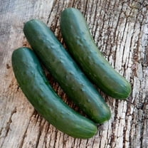 Long Green Improved Cucumber Seeds - 100 Count Seed Pack - A Large ...