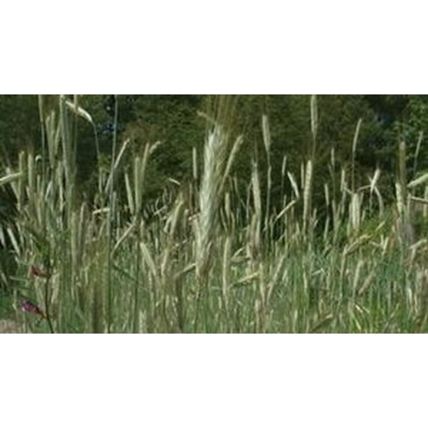 SeedRanch Triticale Seed (Tri 324) - 50 Lbs. - Walmart.com