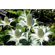 25 BLUE Star SEA HOLLY Eryngium Alpinum Flower Seeds - Walmart.com