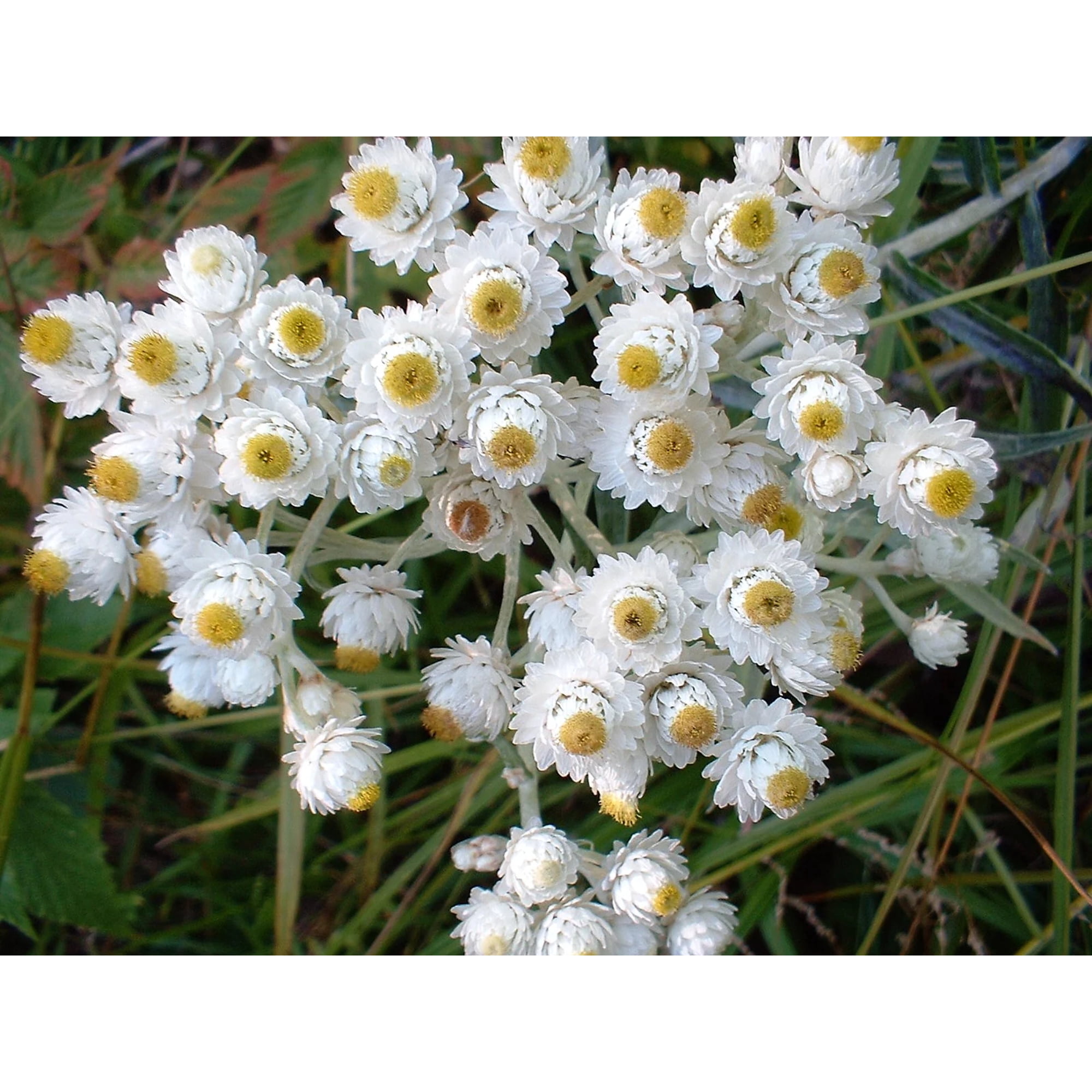 Click here for Seedville Usa 100 Pearly Everlasting Anaphalis Mar... prices