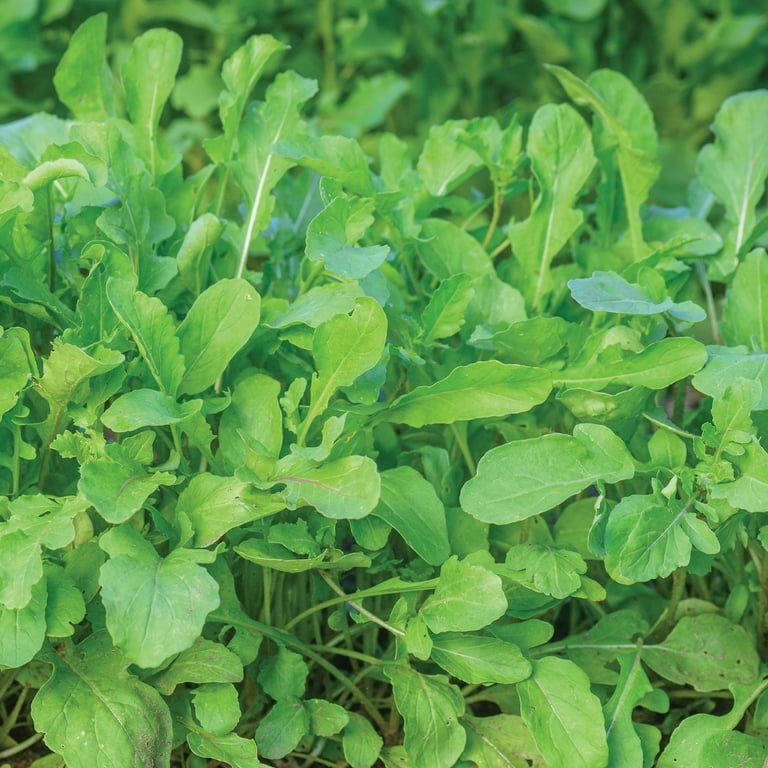 Rocket Arugula Plant