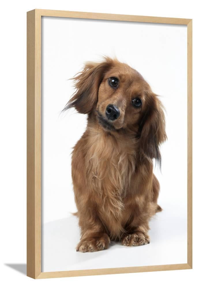 Miniature LongHaired Dachshund, Animals Framed Art Print Wall Art Sold ...