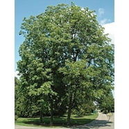 One Hybrid Poplar Tree Cutting - Grow One Hybrid Poplar Tree - Walmart.com