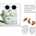 QenASHaing Acrylic Guppy Breeding Box 10x8x7 Inch, Spacious Safe ...