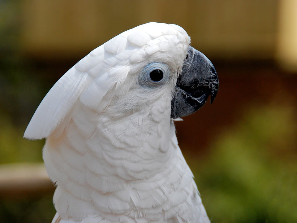 White cockatoo bird - sparkfrosd