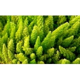 10 * Seeds EMERALD ASPARAGUS FERN A. Densiflorus Mazeppa Houseplant ...