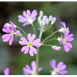 100 PINK FAIRY PRIMROSE Primula Malacoides Baby Primrose Shade ...