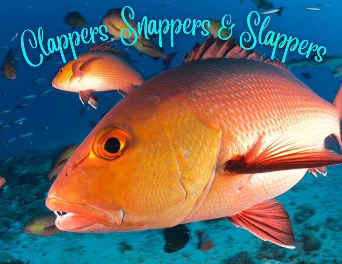Clapper, Snappers & Slappers - Snapper / Designs by Big Bear Designs ...