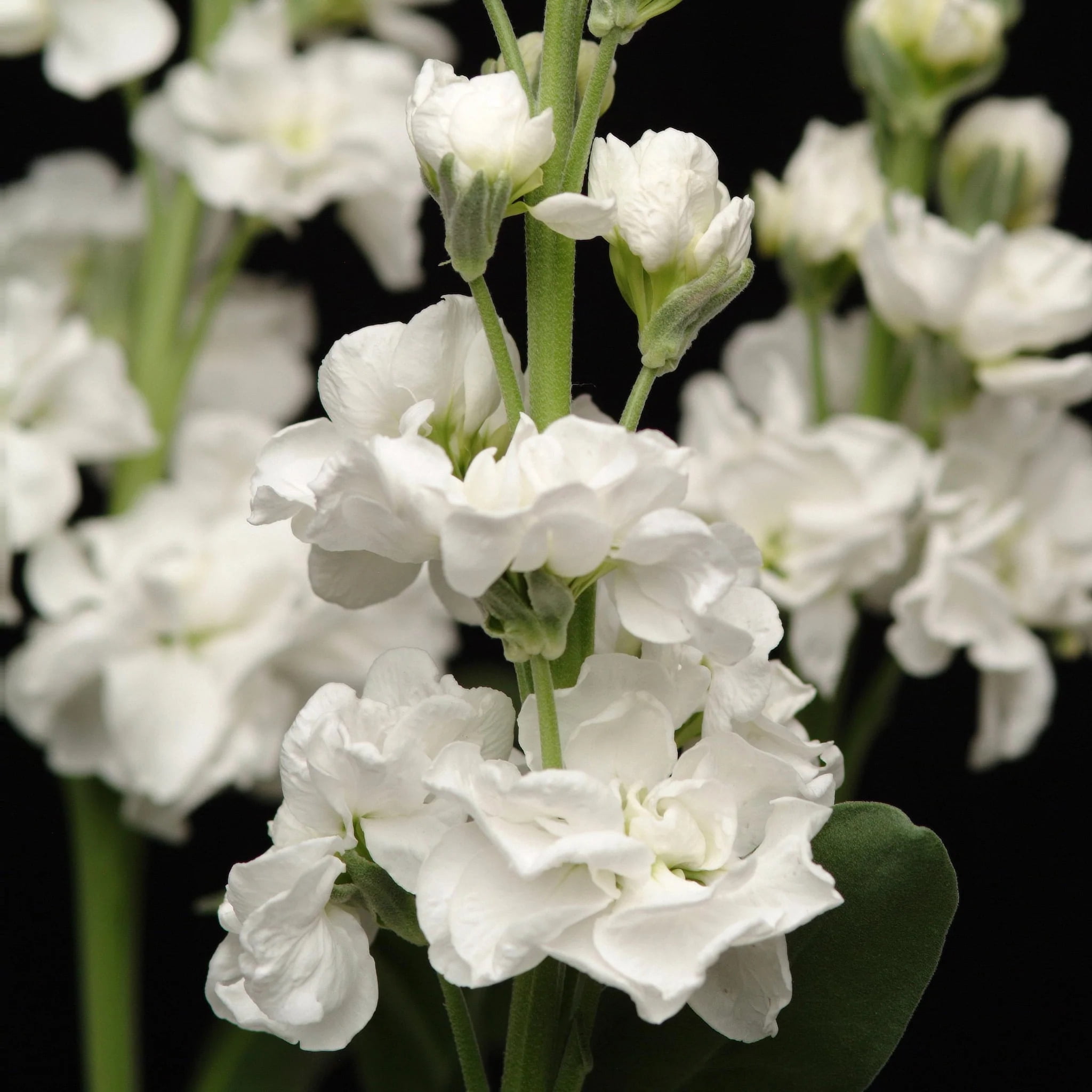 Stock Katz White Seed - Walmart.com