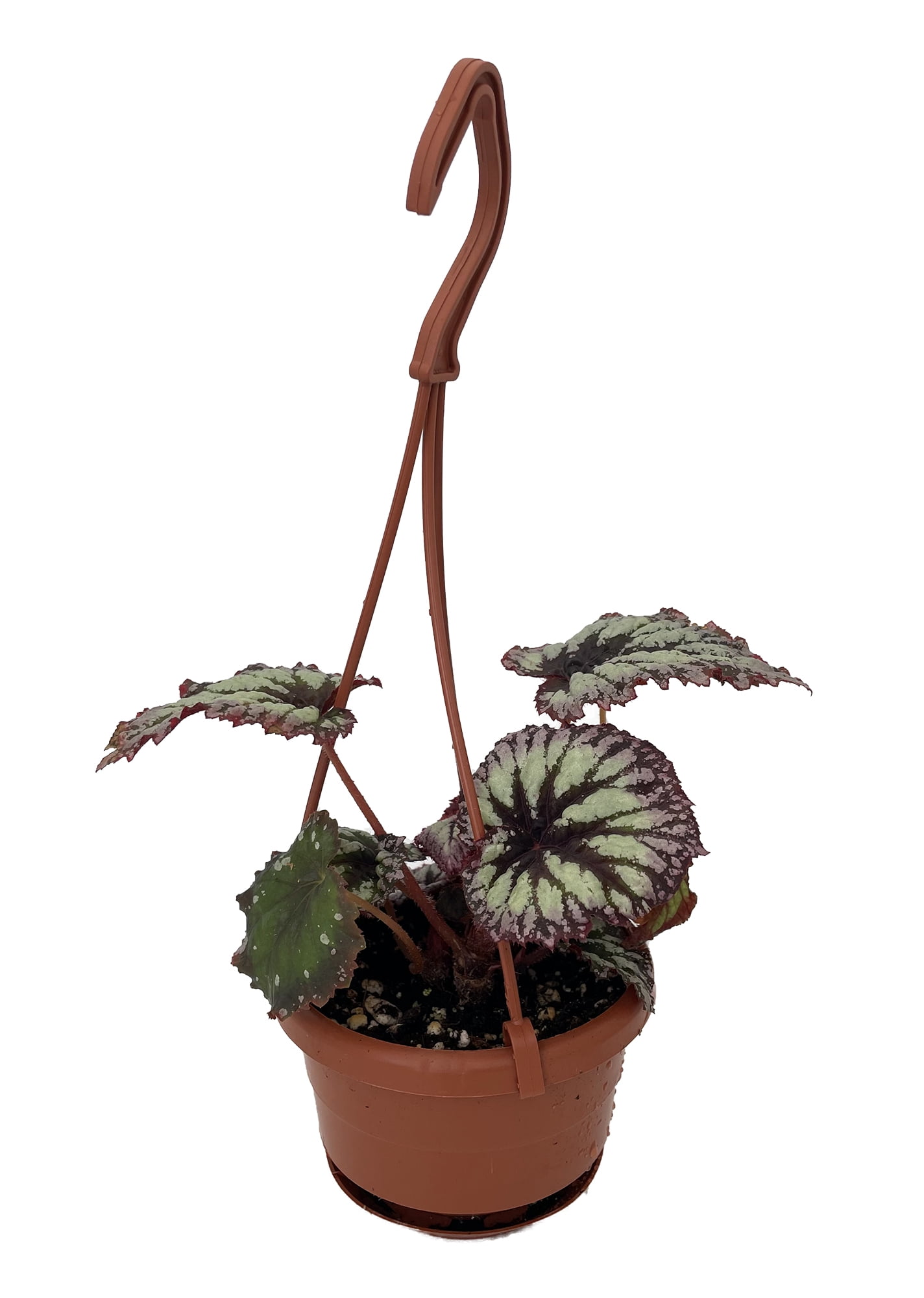 Fireworks Rex Begonia Plant - 4" Mini Hanging Basket - Great Houseplant ...